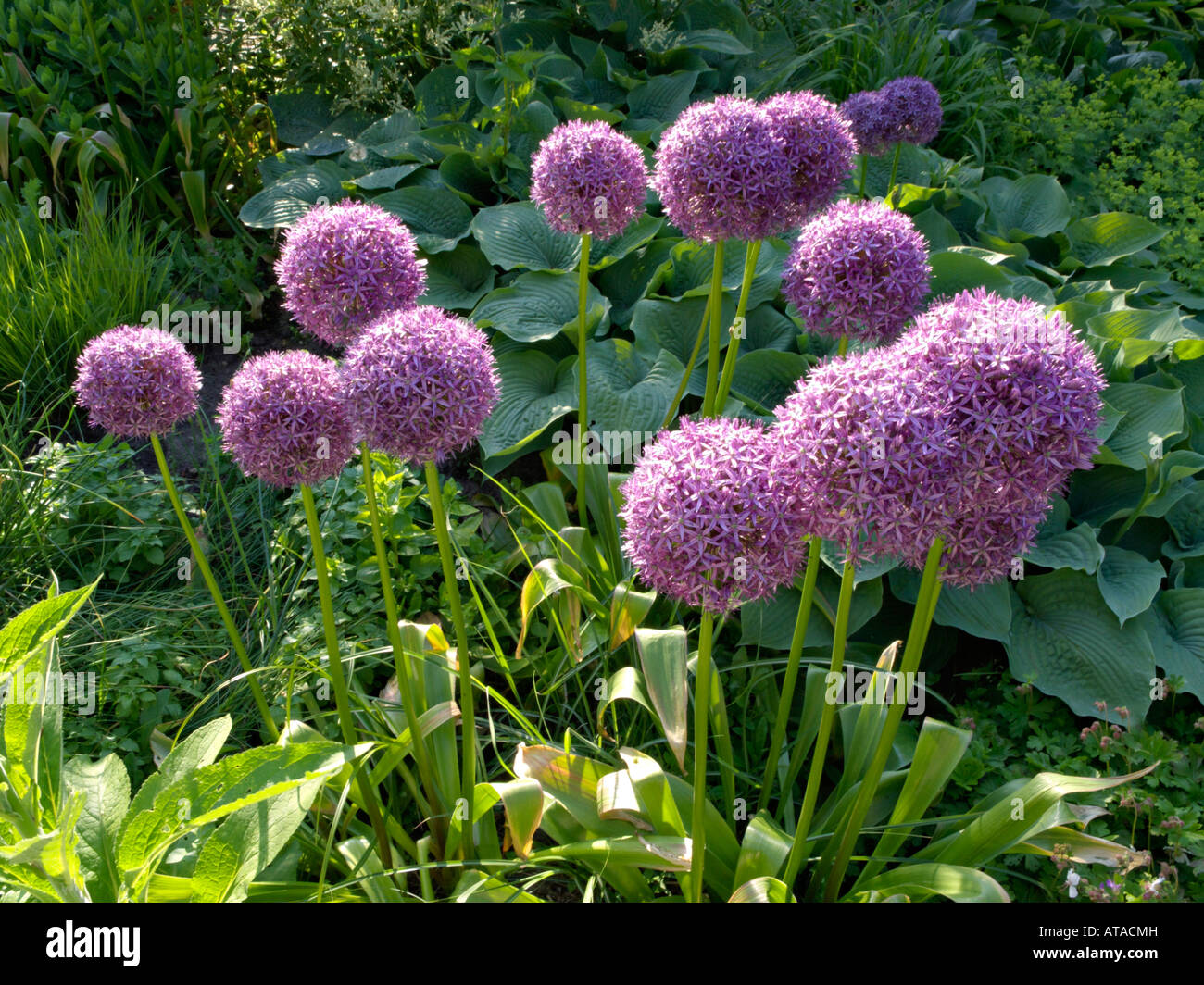 Allium globemaster hi-res stock photography and images - Alamy
