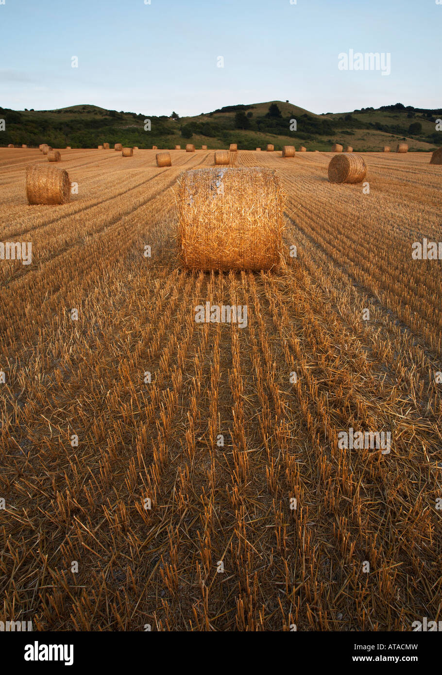 Round Hay bales after harvest Stock Photo - Alamy
