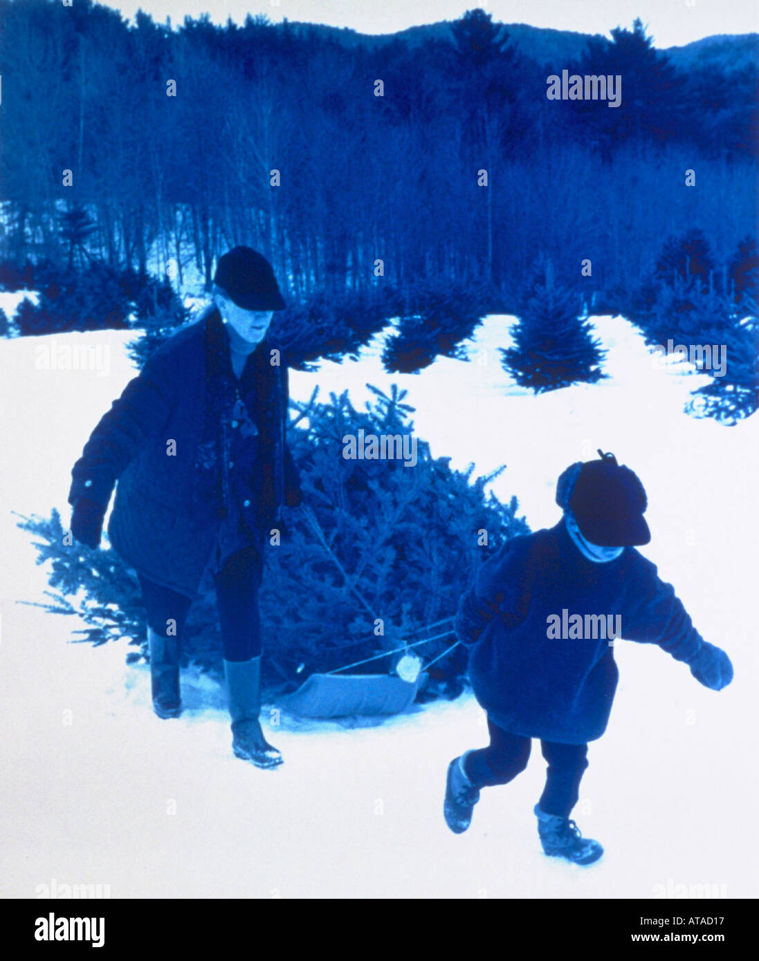 Mother and child dragging fresh cut Christmas tree through snow Stock ...