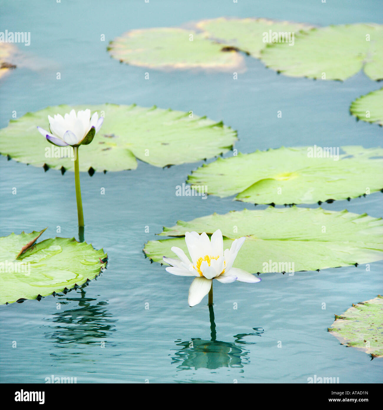 Water lilies floating in water with white blossoms Stock Photo - Alamy