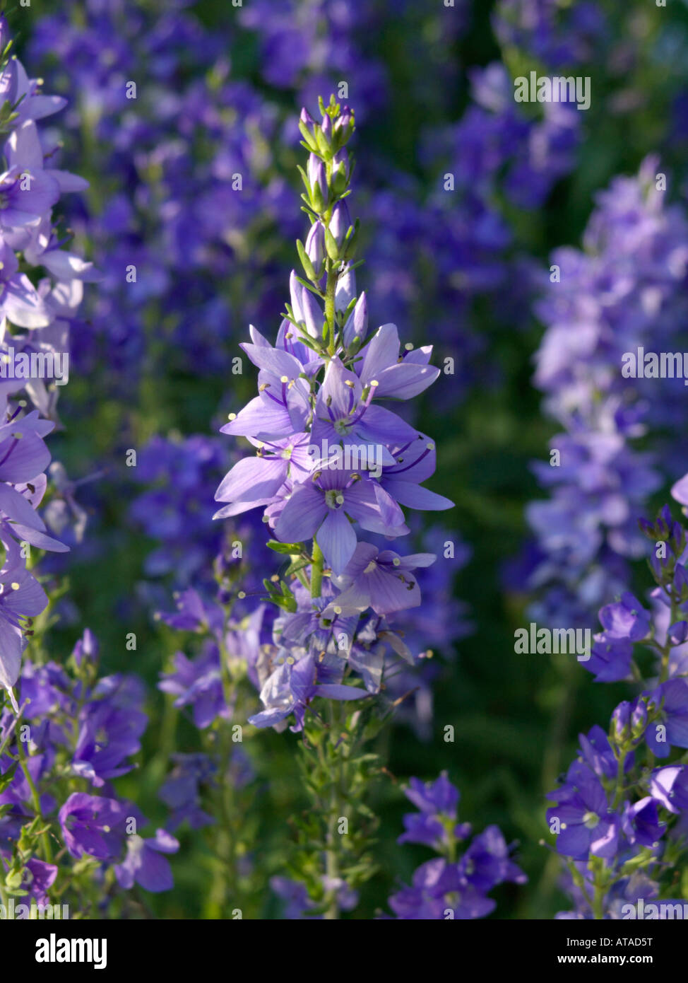 Veronica Orientalis High Resolution Stock Photography and Images - Alamy