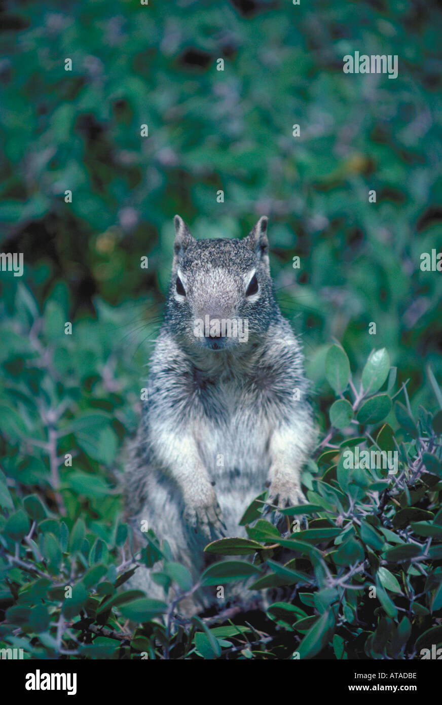 Chiricahua apache hi-res stock photography and images - Alamy