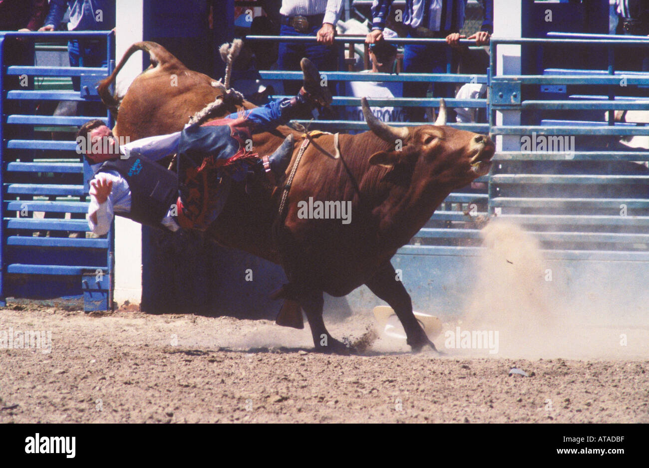 Dangers of rodeos hi-res stock photography and images - Alamy