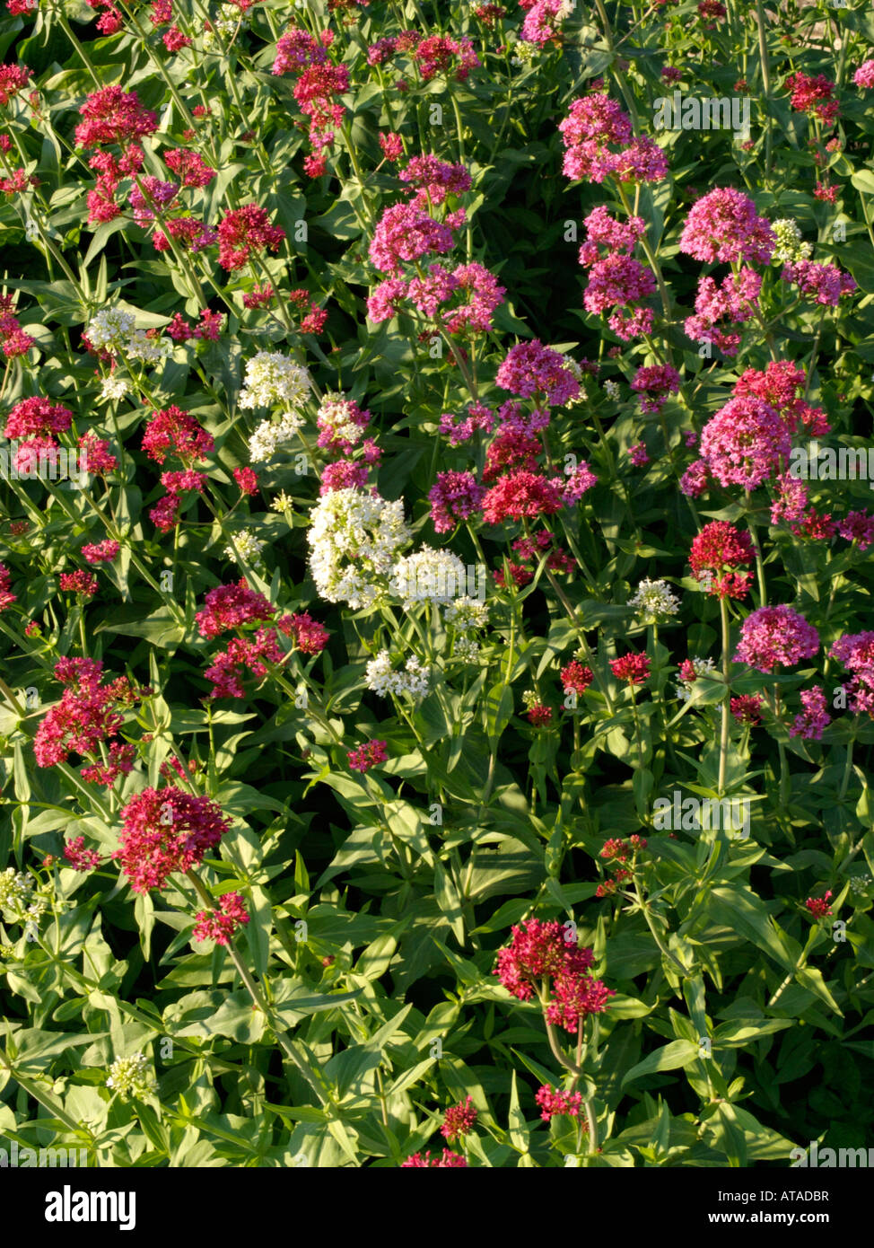 Centranthus ruber albus hi-res stock photography and images - Alamy