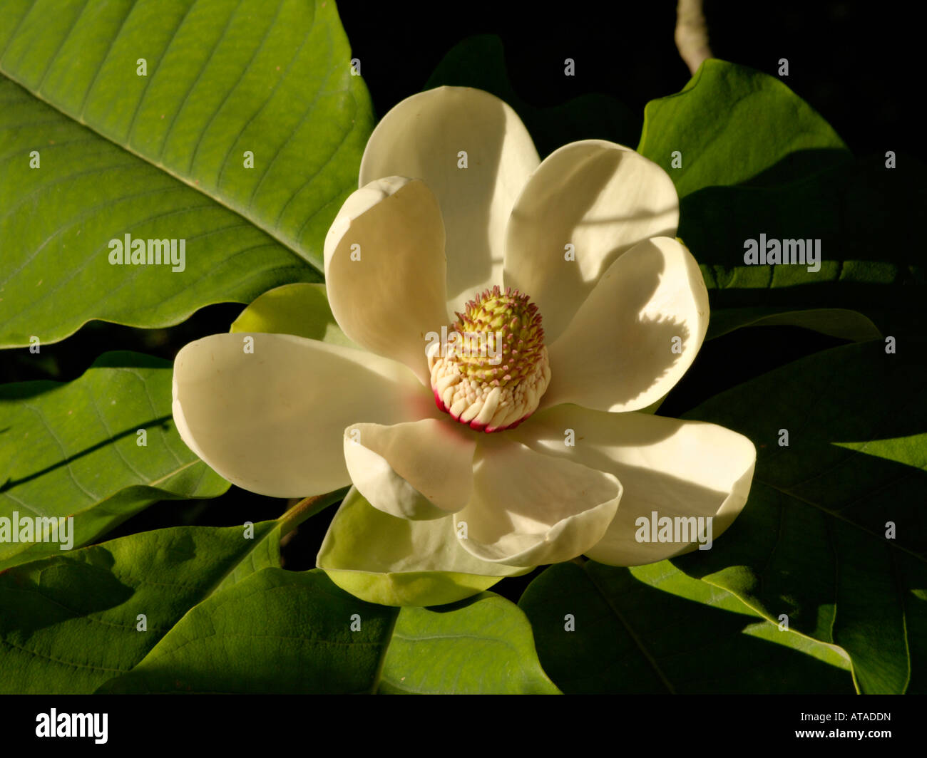 Big-leaved magnolia (Magnolia hypoleuca Stock Photo - Alamy