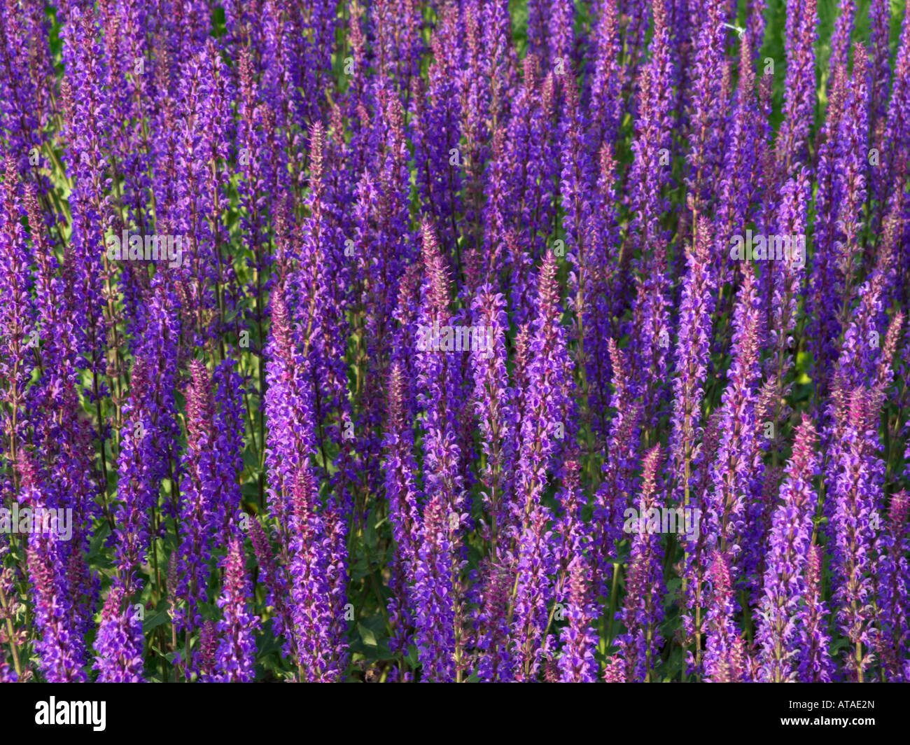 Woodland sage (Salvia nemorosa Stock Photo - Alamy