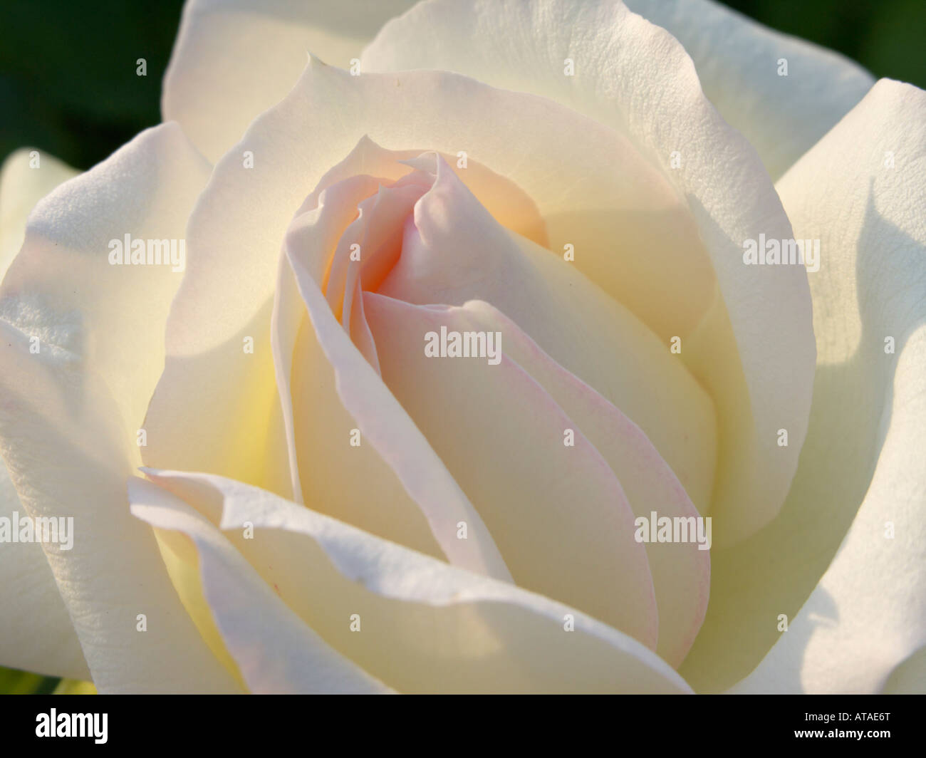 Rose (Rosa Tschaikowsky Stock Photo - Alamy