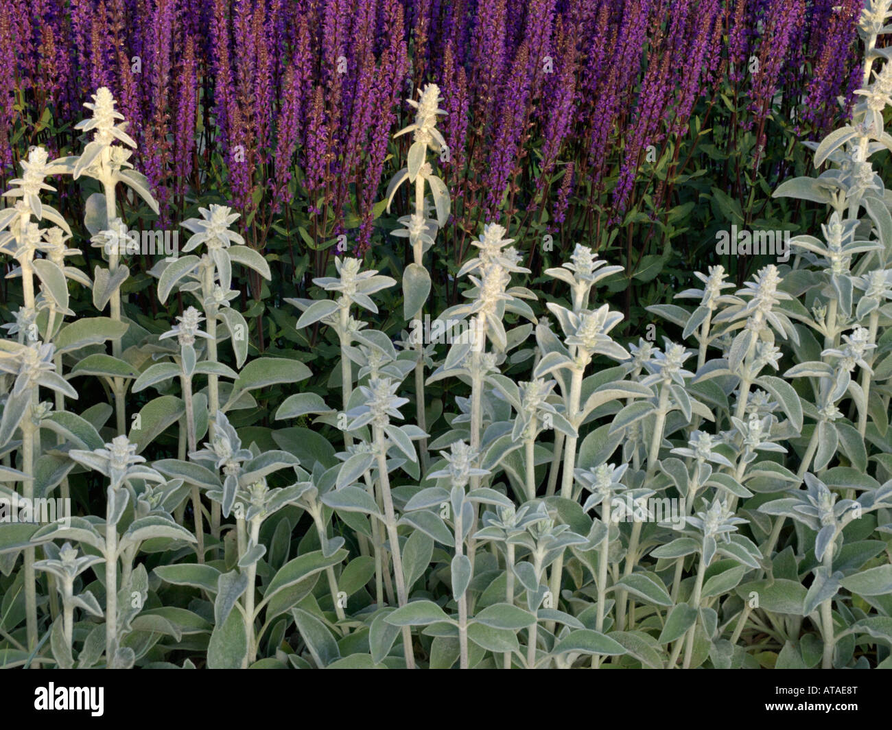 Lamb's ears (Stachys byzantina) and woodland sage (Salvia nemorosa ...