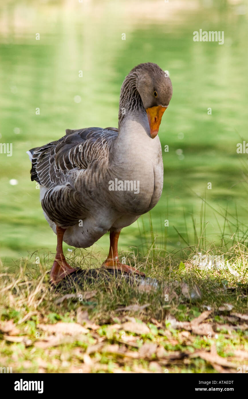 A goose on the bank of a pond Stock Photo - Alamy