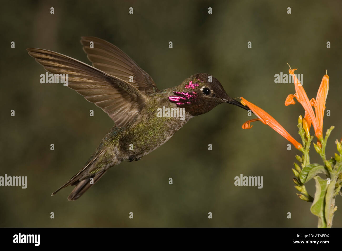 Hummingbird pollinating honeysuckle hi-res stock photography and images ...