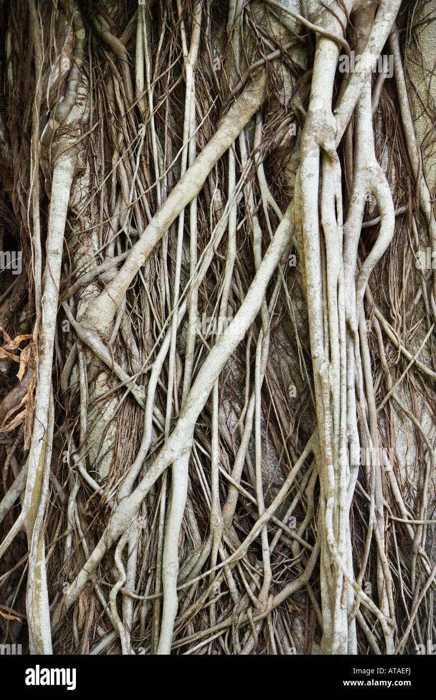 Gnarly textured tree in Australia Stock Photo - Alamy