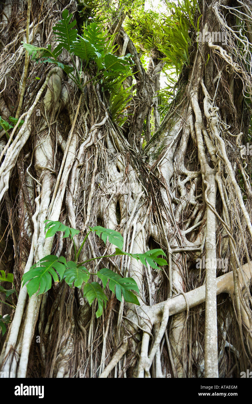 Gnarly textured tree in Australia Stock Photo - Alamy