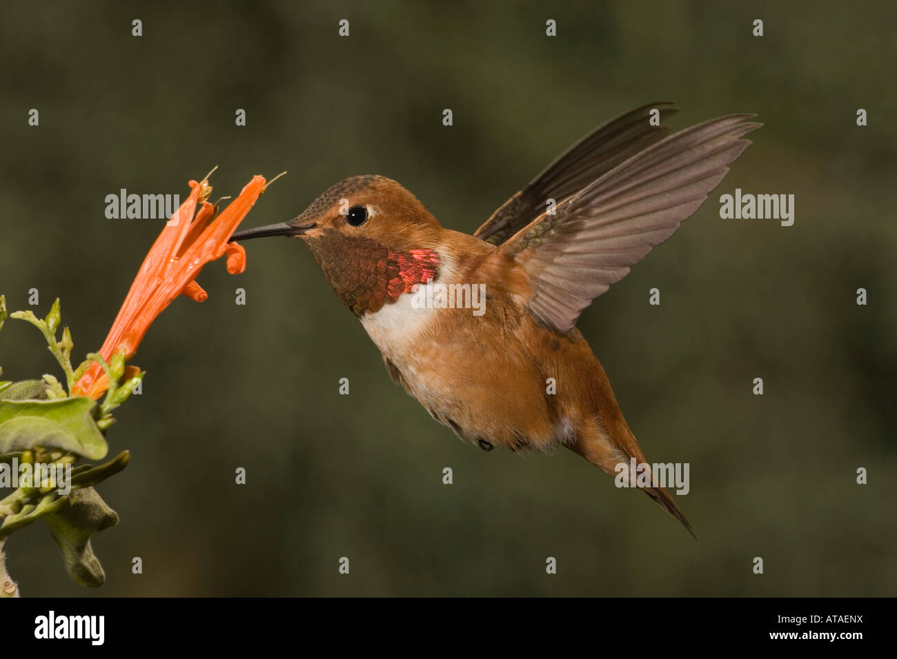 Rufous Hummingbird male, Selasphorus rufus, at Justicia spicigera ...