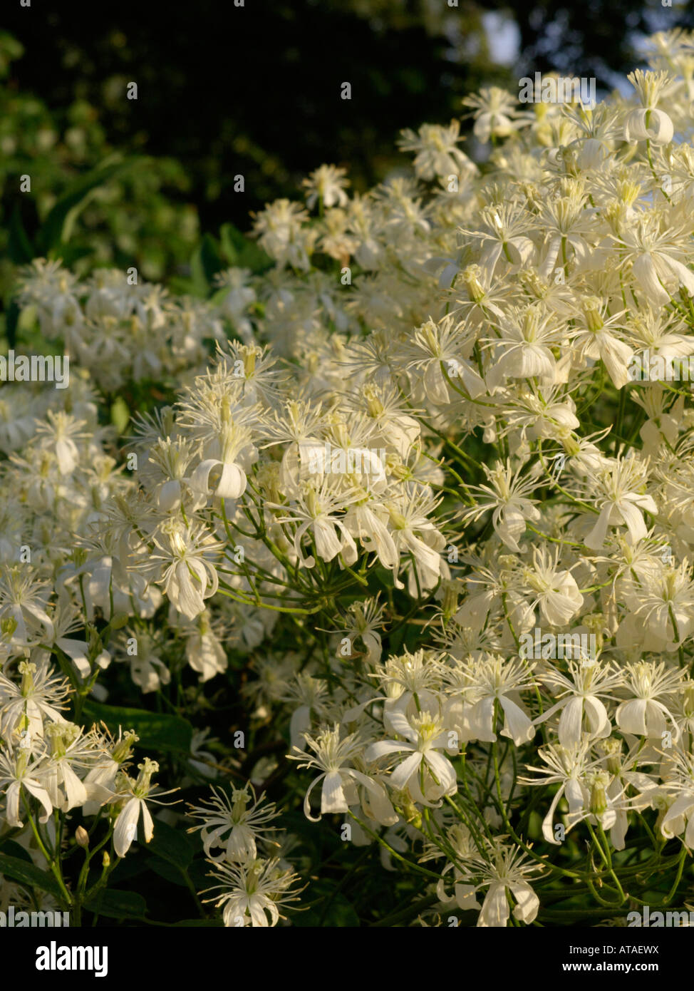 Erect clematis (Clematis recta Stock Photo - Alamy