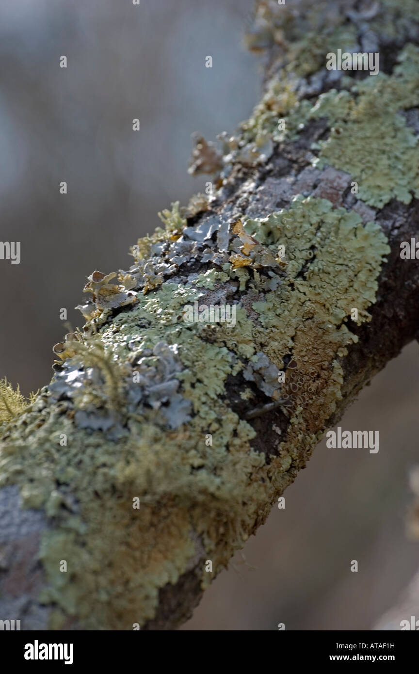 Caliche forest hi-res stock photography and images - Alamy