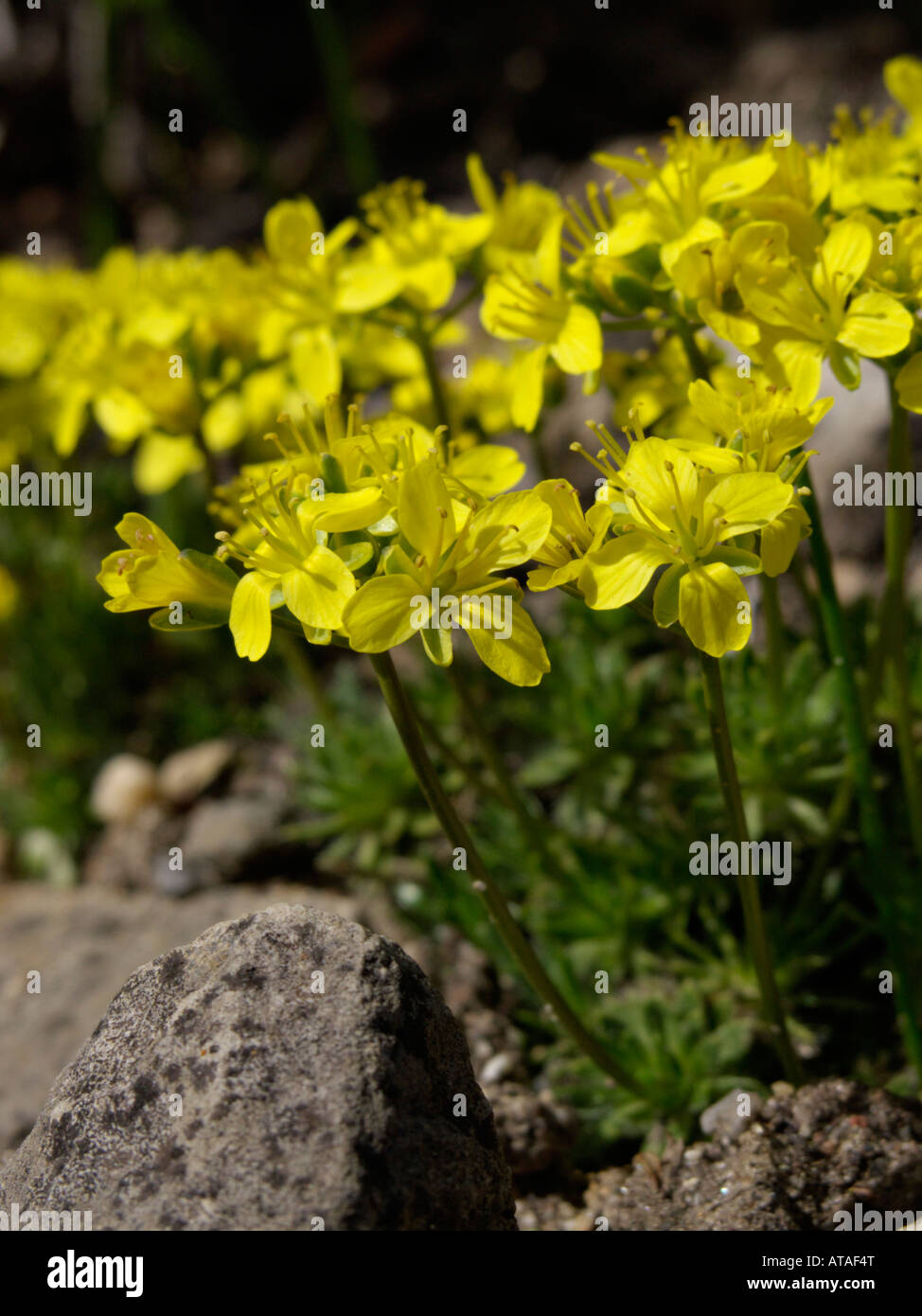 Whitlow grass hi-res stock photography and images - Alamy