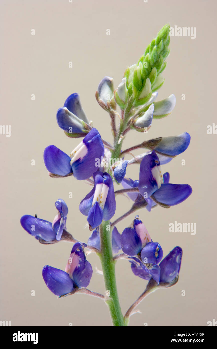 Photo of the Texas state flower the Bluebonnet Lupinus texensis Stock ...