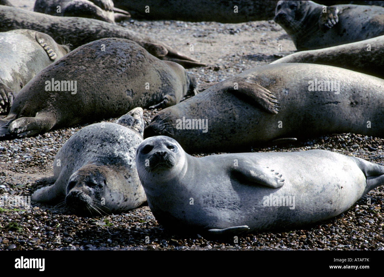 Common seals basking Stock Photo - Alamy