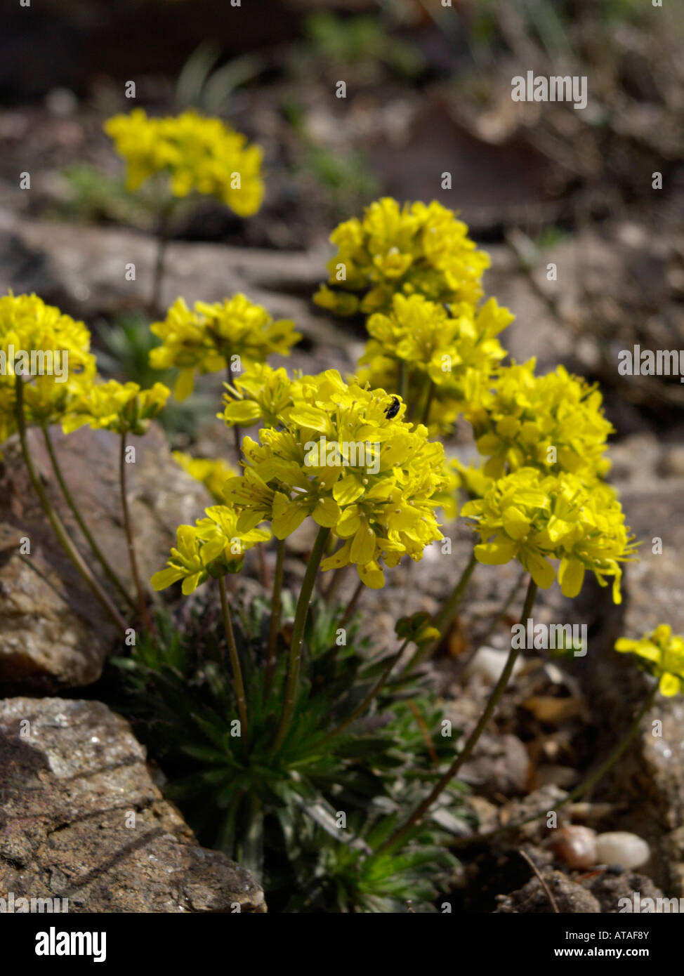 Draba yellow whitlow grass hi-res stock photography and images - Alamy