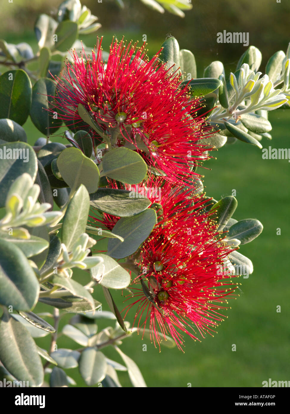 New Zealand Christmas tree (Metrosideros excelsa Stock Photo - Alamy