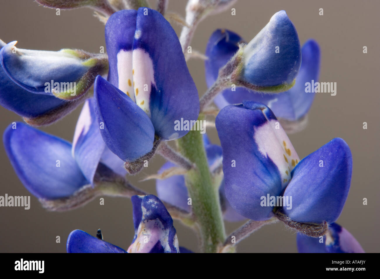 Close up photo of the Texas state flower the Bluebonnet Lupinus ...