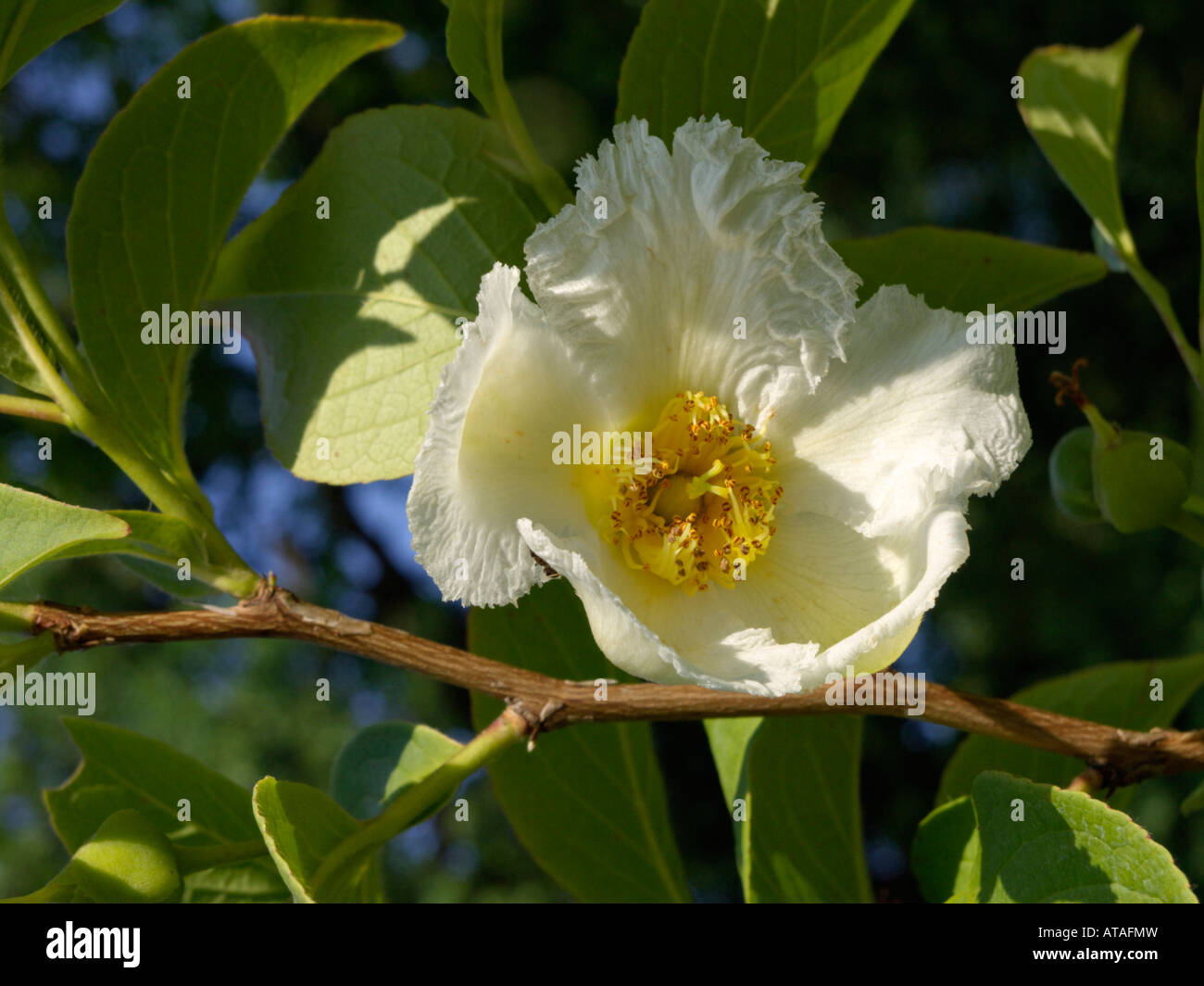 Japanese stewartia (Stewartia pseudocamellia Stock Photo - Alamy