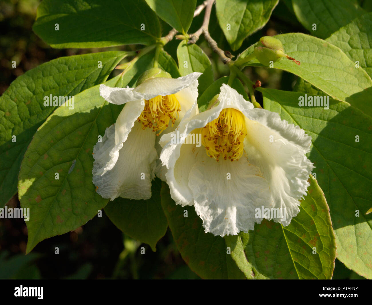 Japanese stewartia (Stewartia pseudocamellia Stock Photo - Alamy