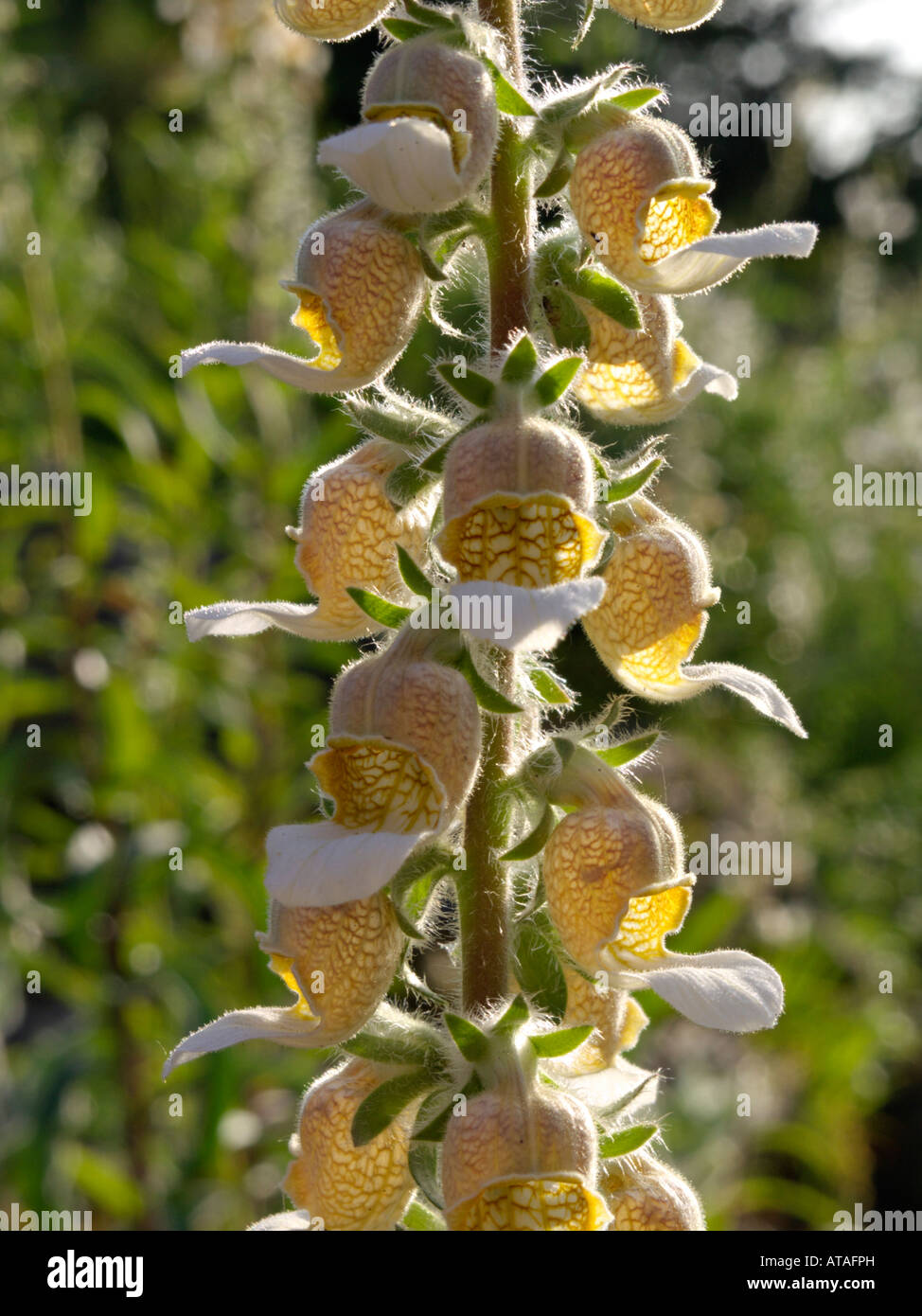 Digitalis species hi-res stock photography and images - Alamy