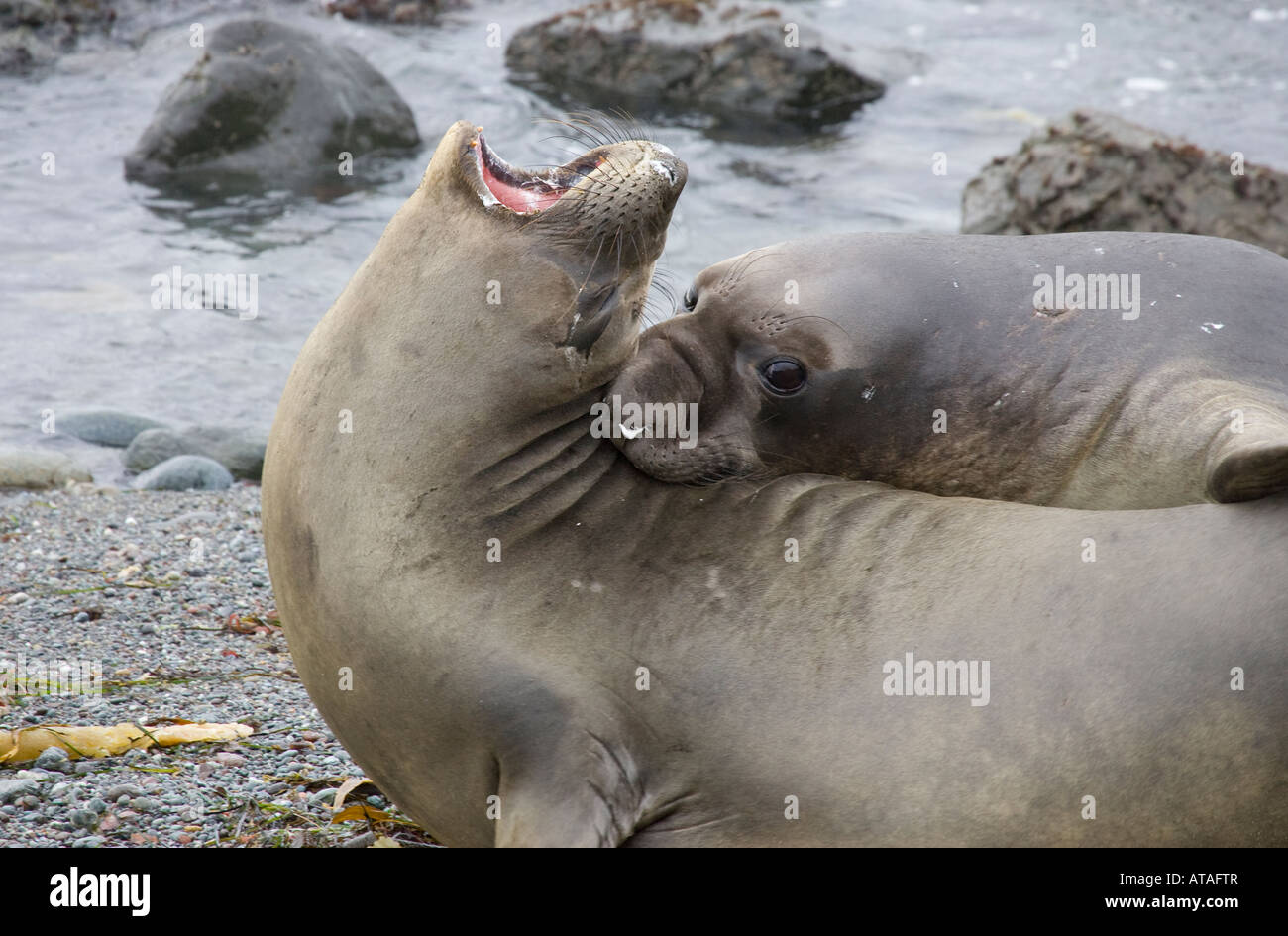 Elephant Seals Mating Stock Photo - Alamy
