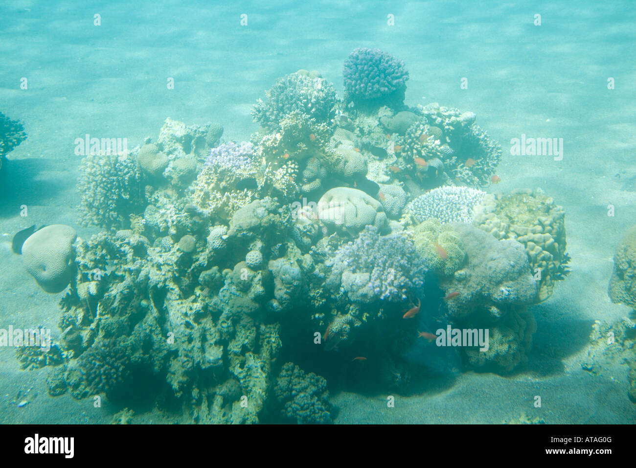 Sinai Egypt North Africa February A selection of Red Sea coral with ...