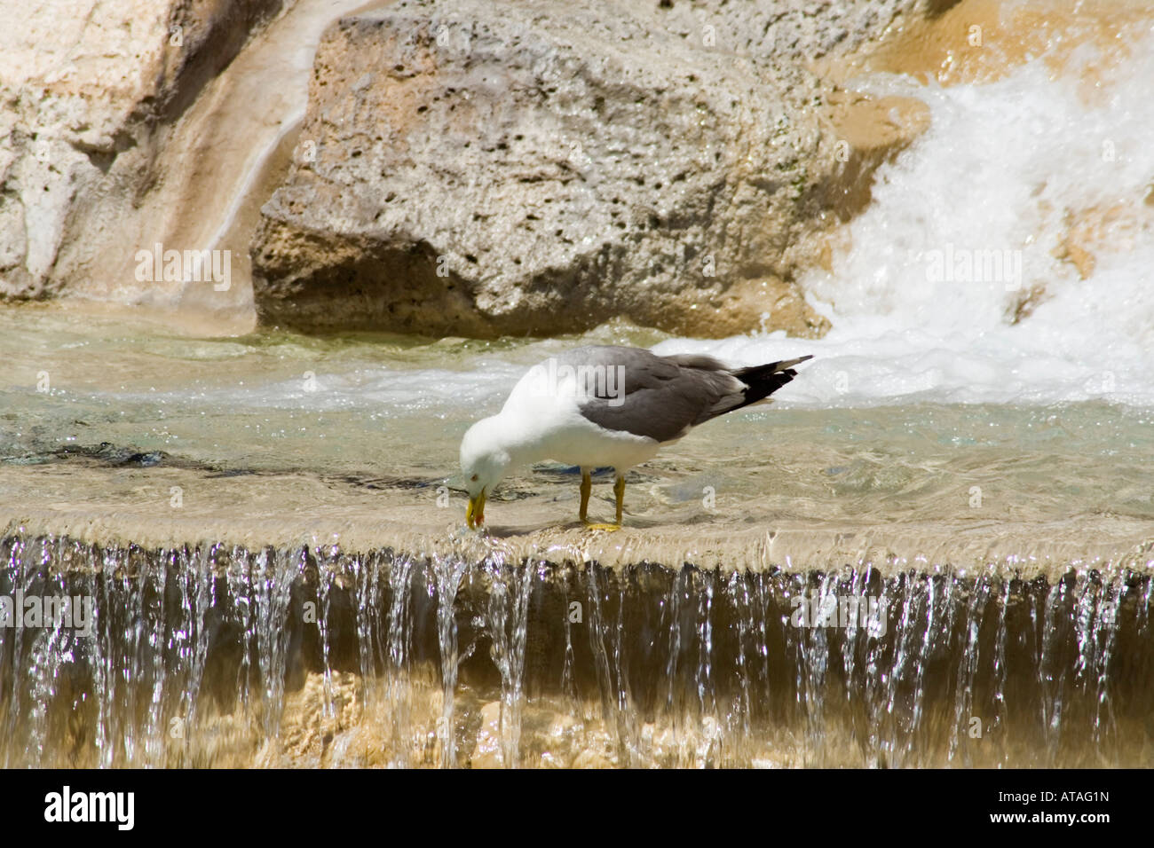 Yellow legged gull (Larus michahellis) drinking in the Trevi fountain ...