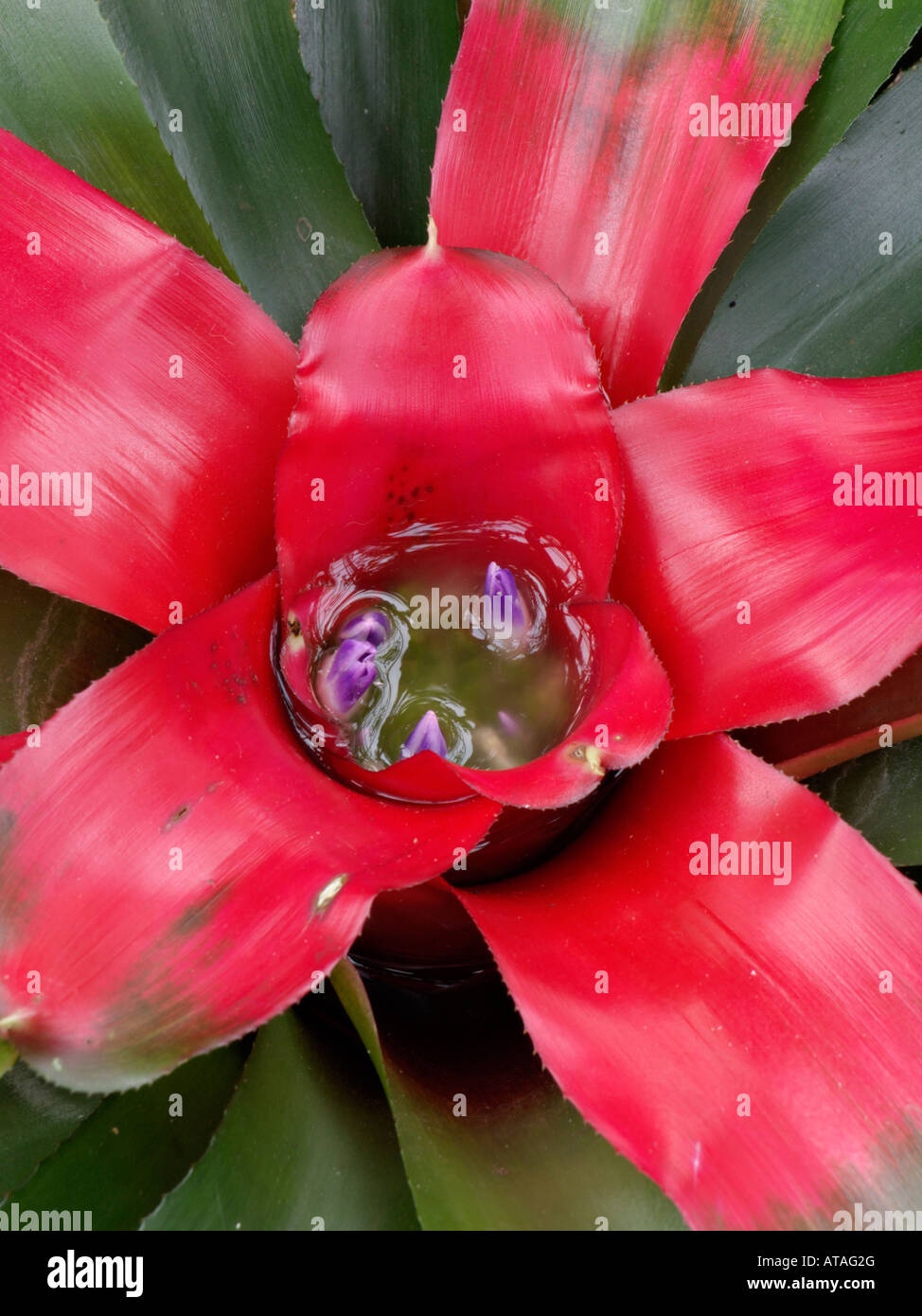Neoregelia bromeliad flowers hi-res stock photography and images - Alamy
