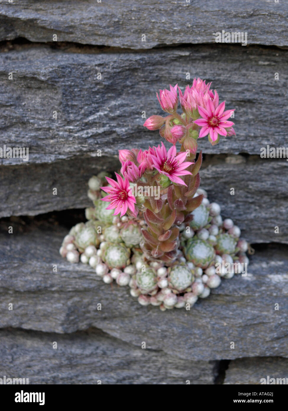 Houseleek flower hi-res stock photography and images - Alamy