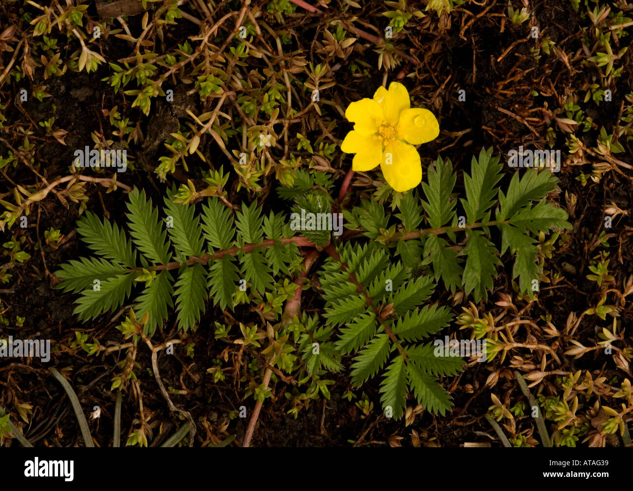 Cinquefoil weed hi-res stock photography and images - Alamy