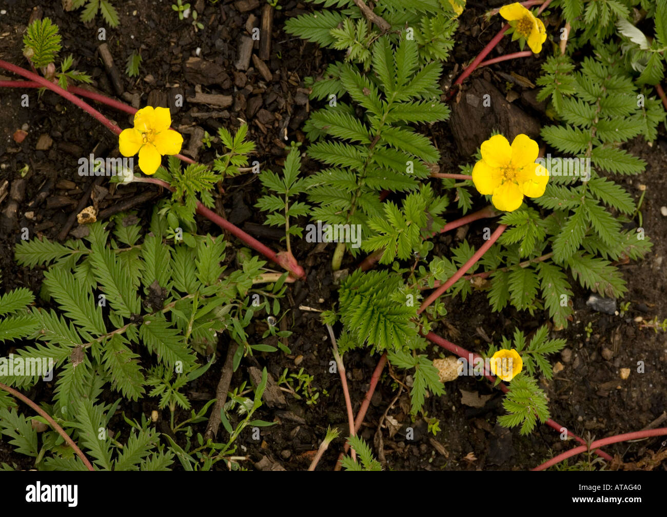 Pinnate leaves weed hi-res stock photography and images - Alamy