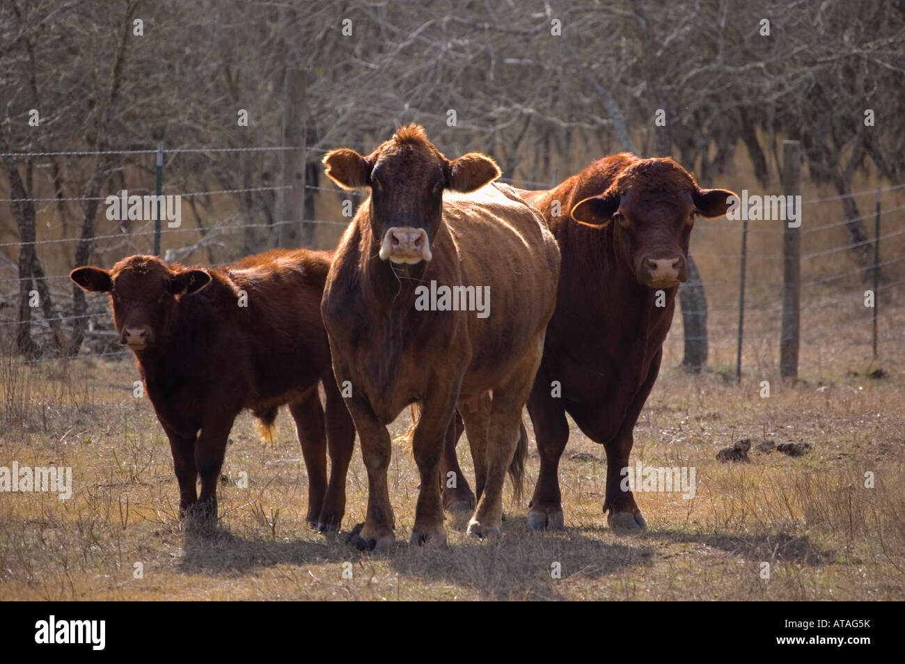 Brown cow family, heifer, calf and bull in a pasture looking at the ...