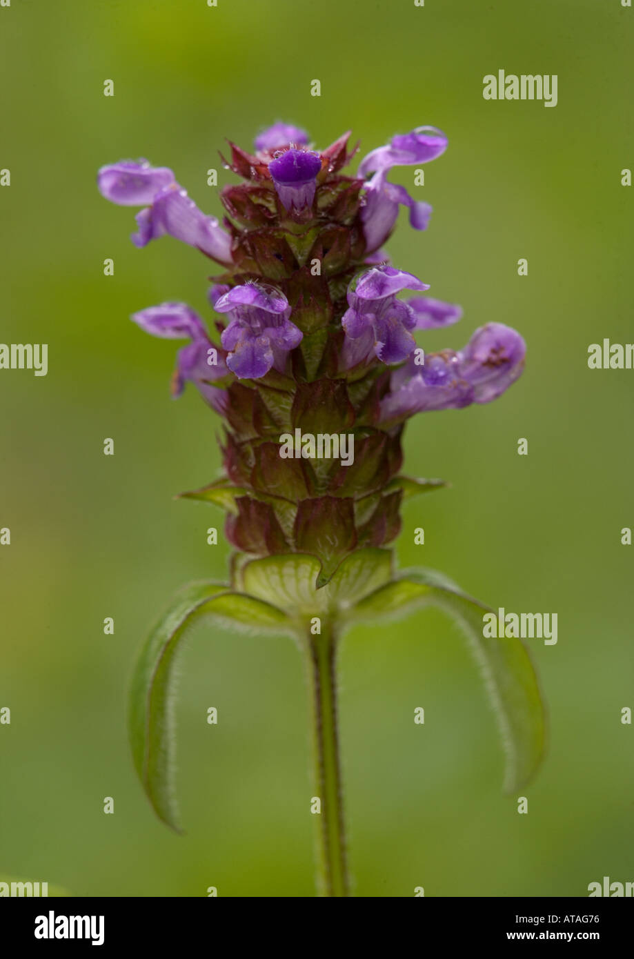 Common self heal Good bee plant Stock Photo - Alamy