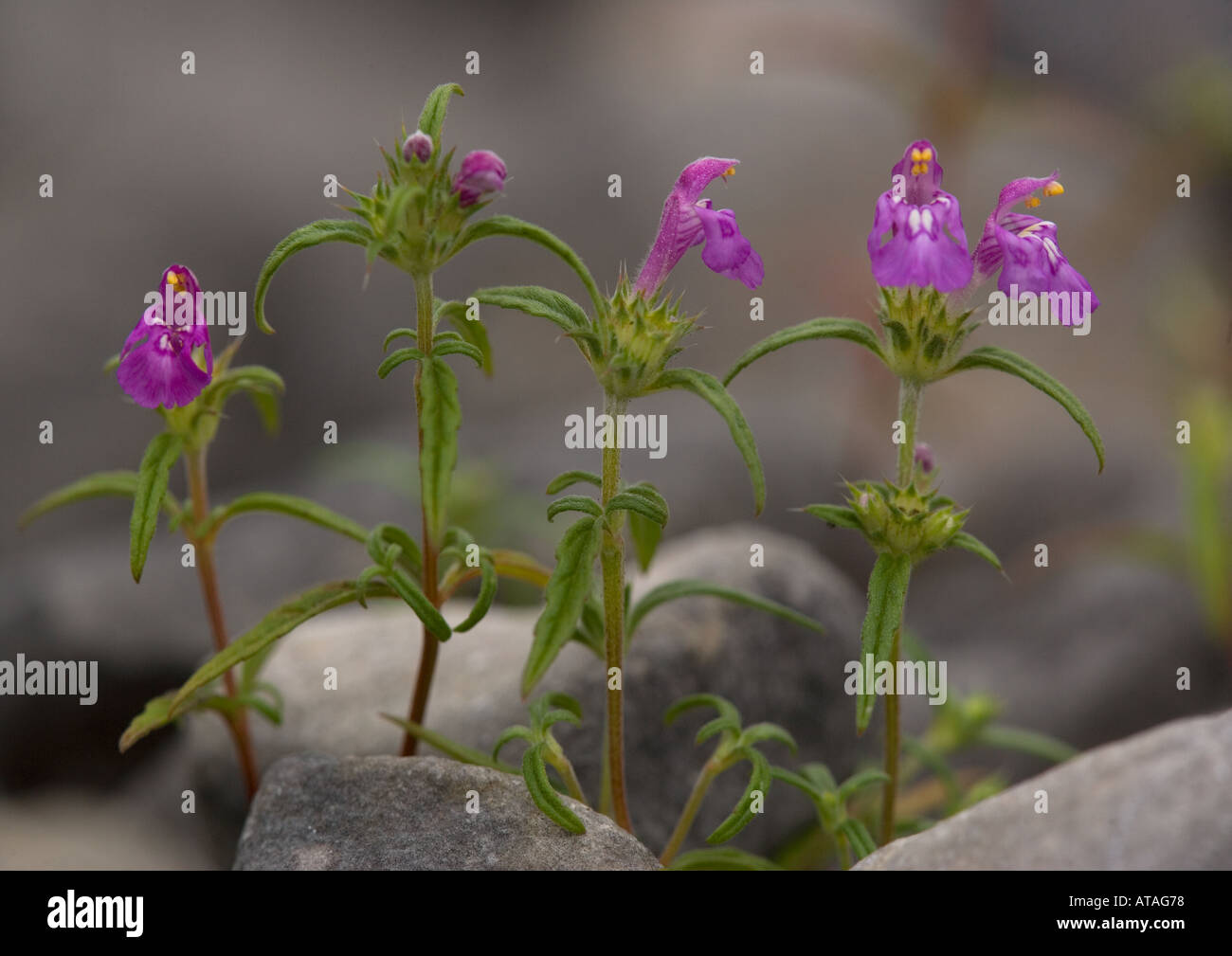 Red hemp nettle growing on calcareous shingle on the Gower peninsula S ...
