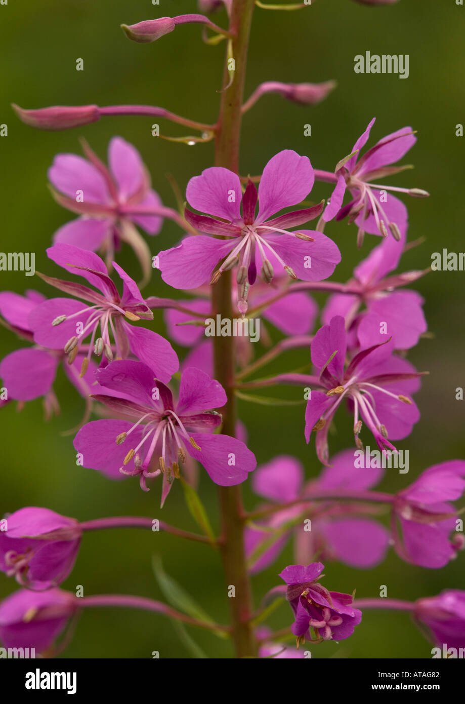 Great willow herb flower hi-res stock photography and images - Alamy
