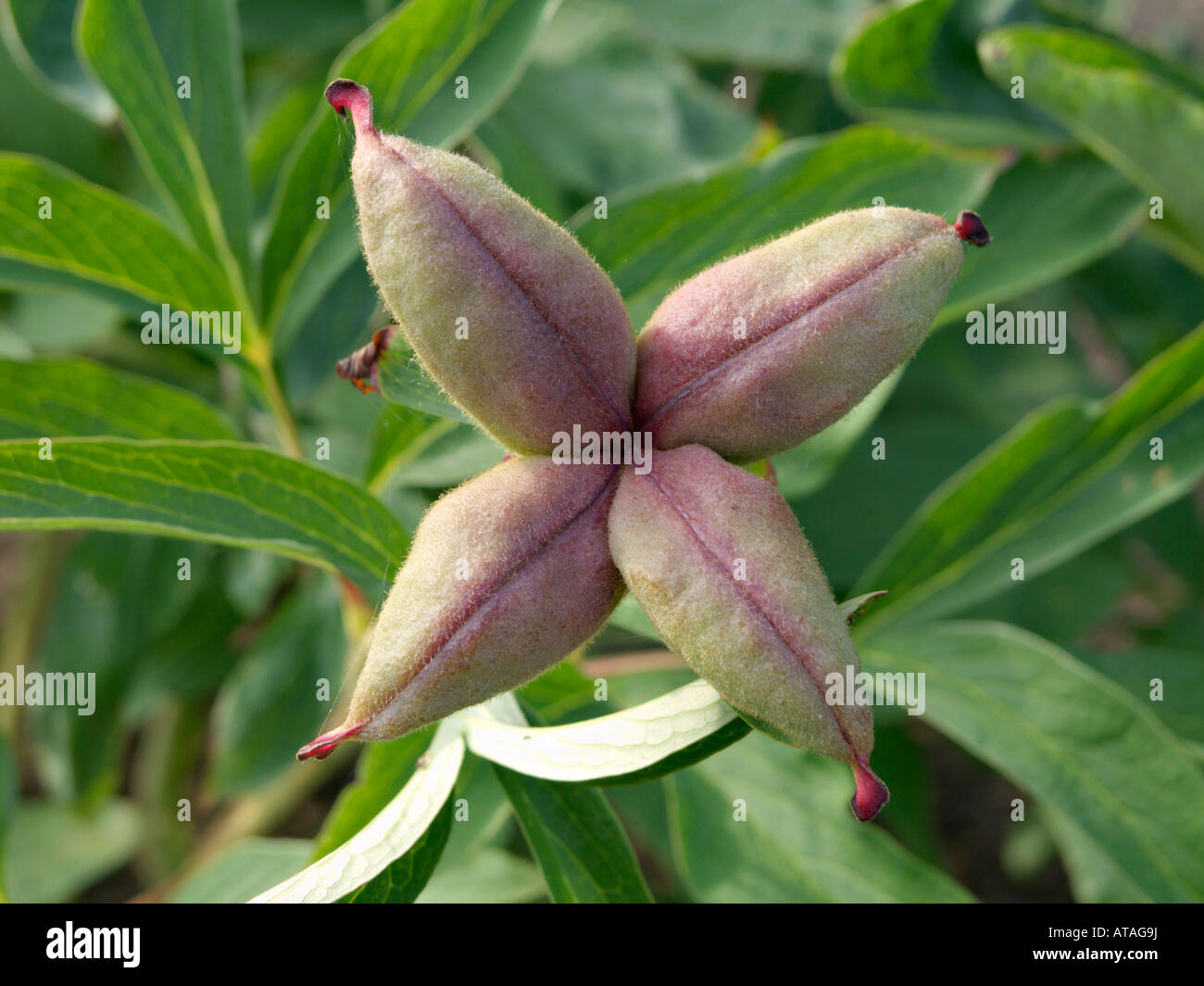 Common peony (Paeonia officinalis Stock Photo - Alamy