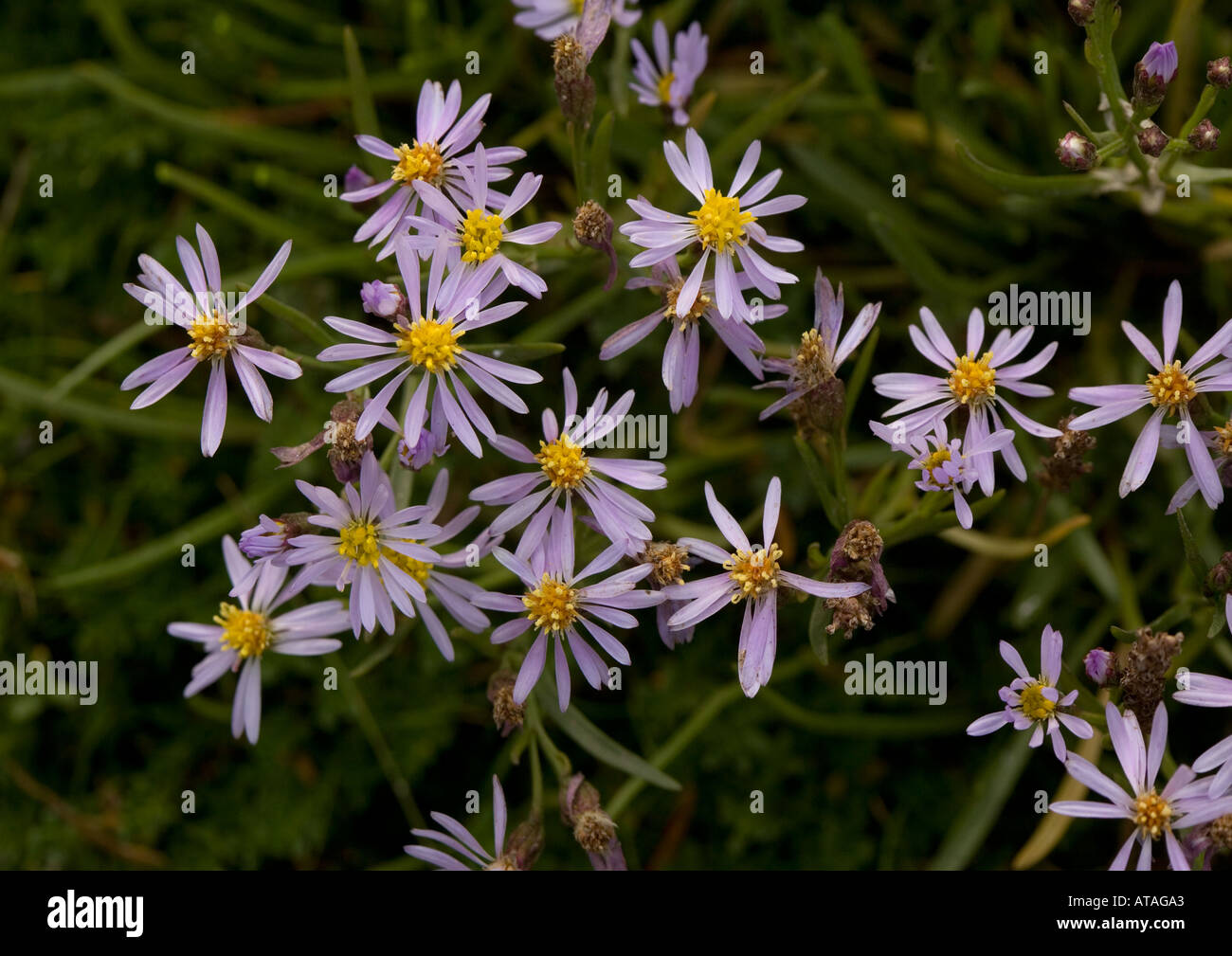 Sea aster saltmarsh plant Stock Photo - Alamy