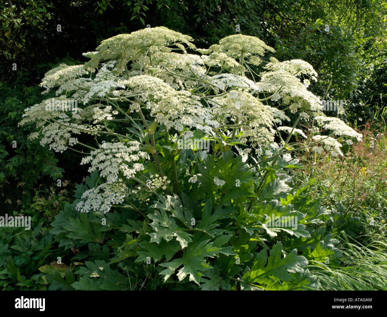 Cow parsnip (Heracleum lanatum Stock Photo - Alamy