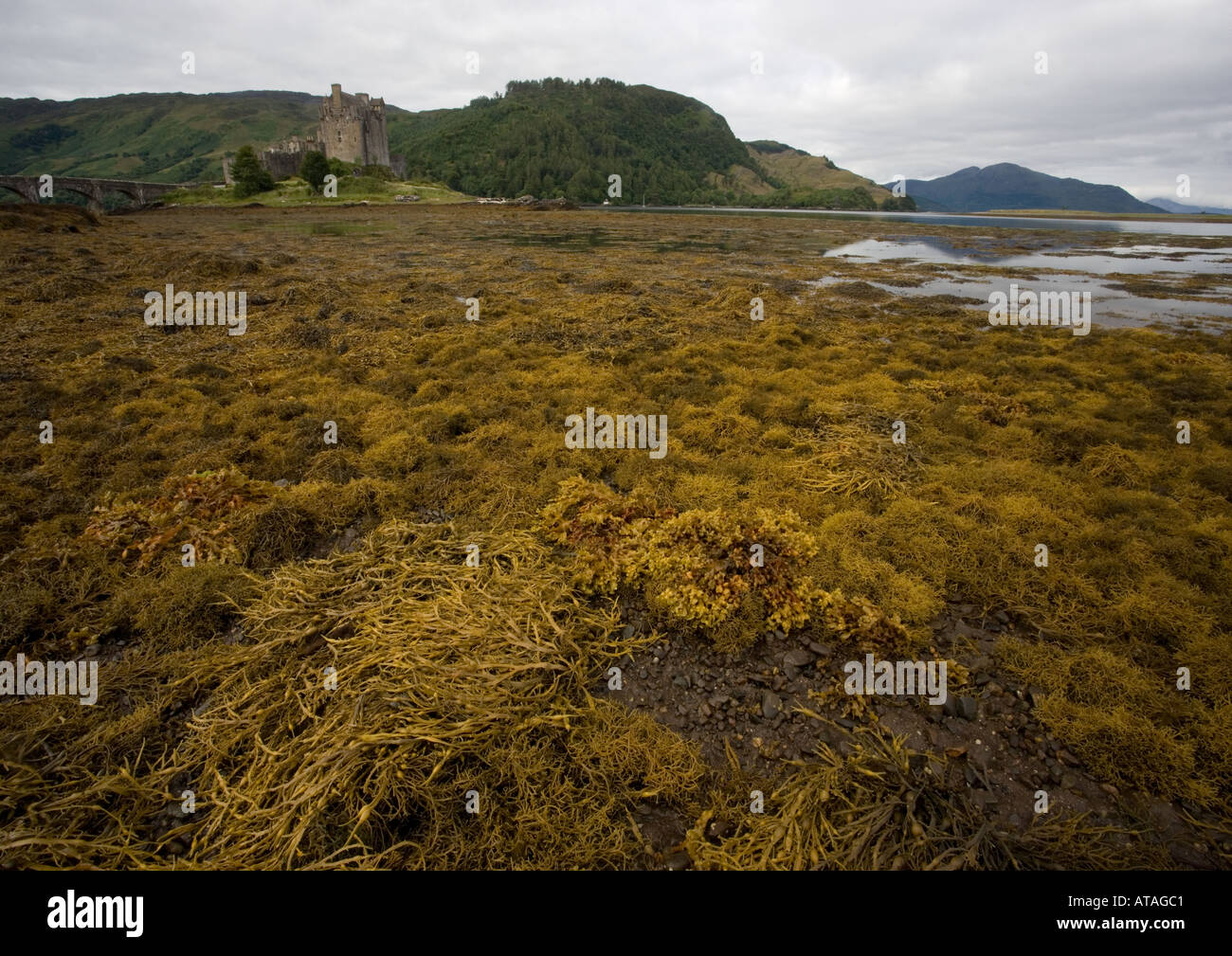 Wig wrack hi-res stock photography and images - Alamy