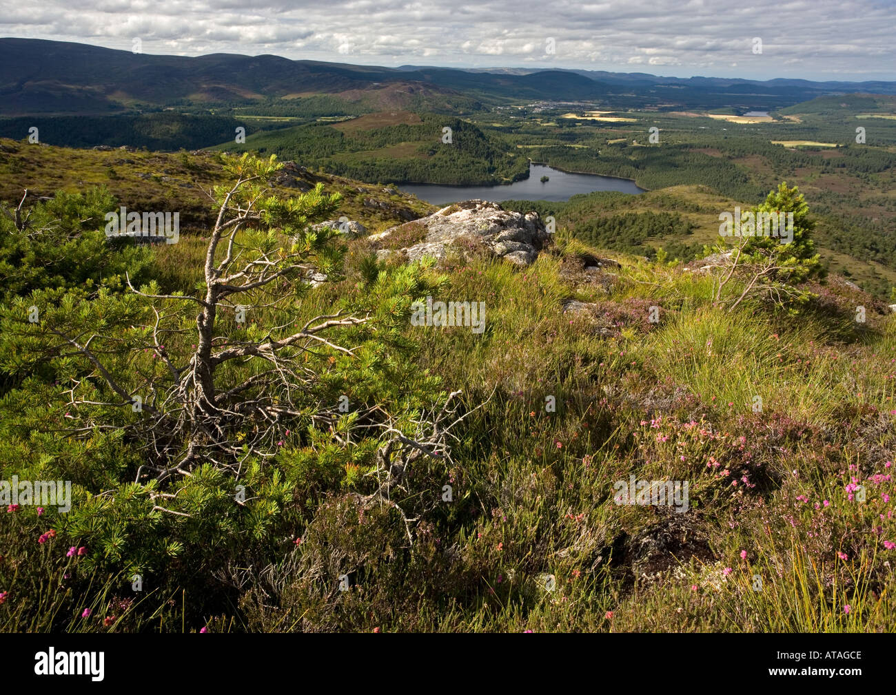 Ancient dwarfed scots pines at their natural tree line at about 650 ...