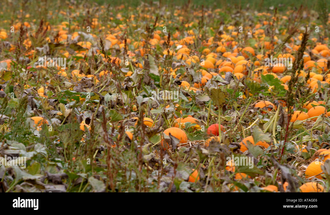 Pumpin patch hi-res stock photography and images - Alamy