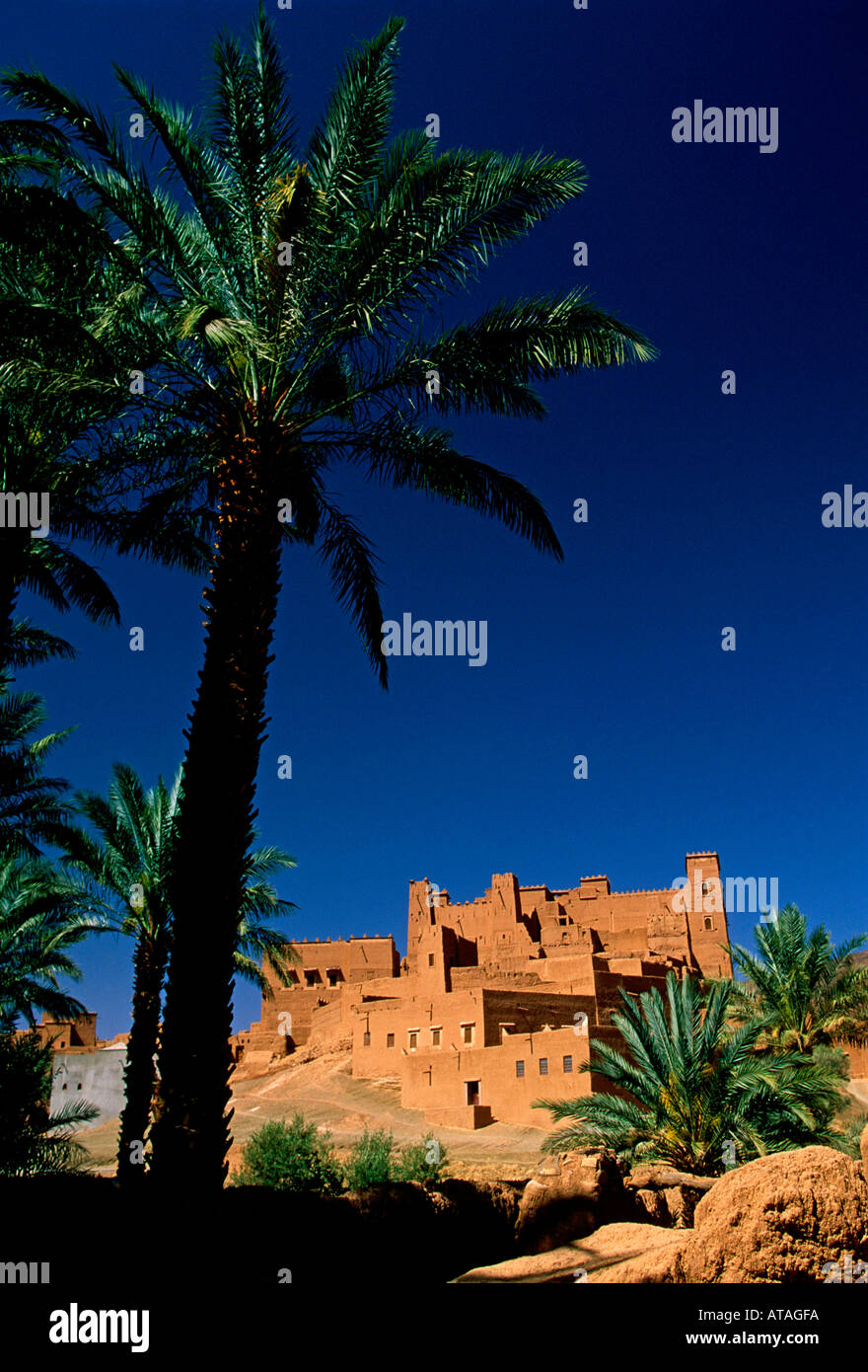 Palm trees palmery palmerie oasis and at Ksar at Oulad Atmane Draa ...