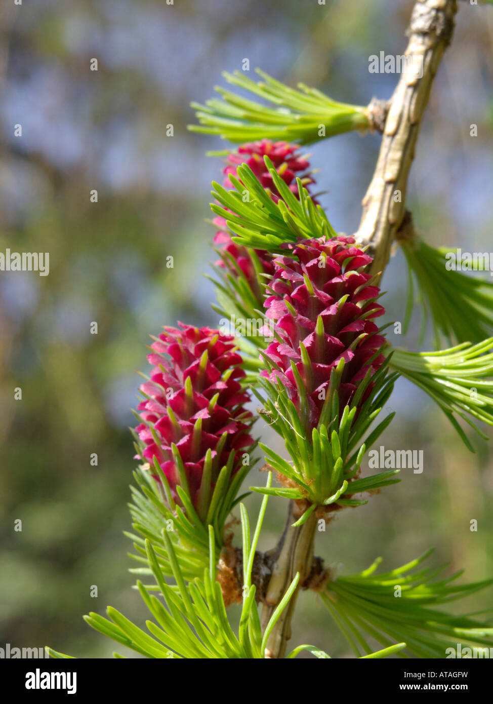 Female flower of larch larix decidua hi-res stock photography and ...