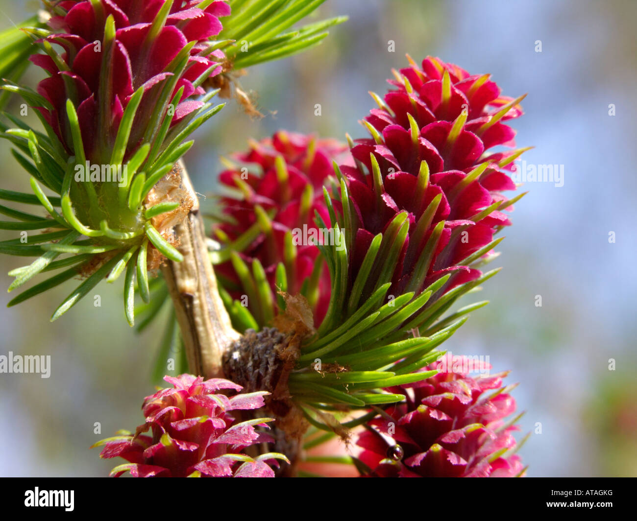 European larch (Larix decidua) with female flowers Stock Photo - Alamy