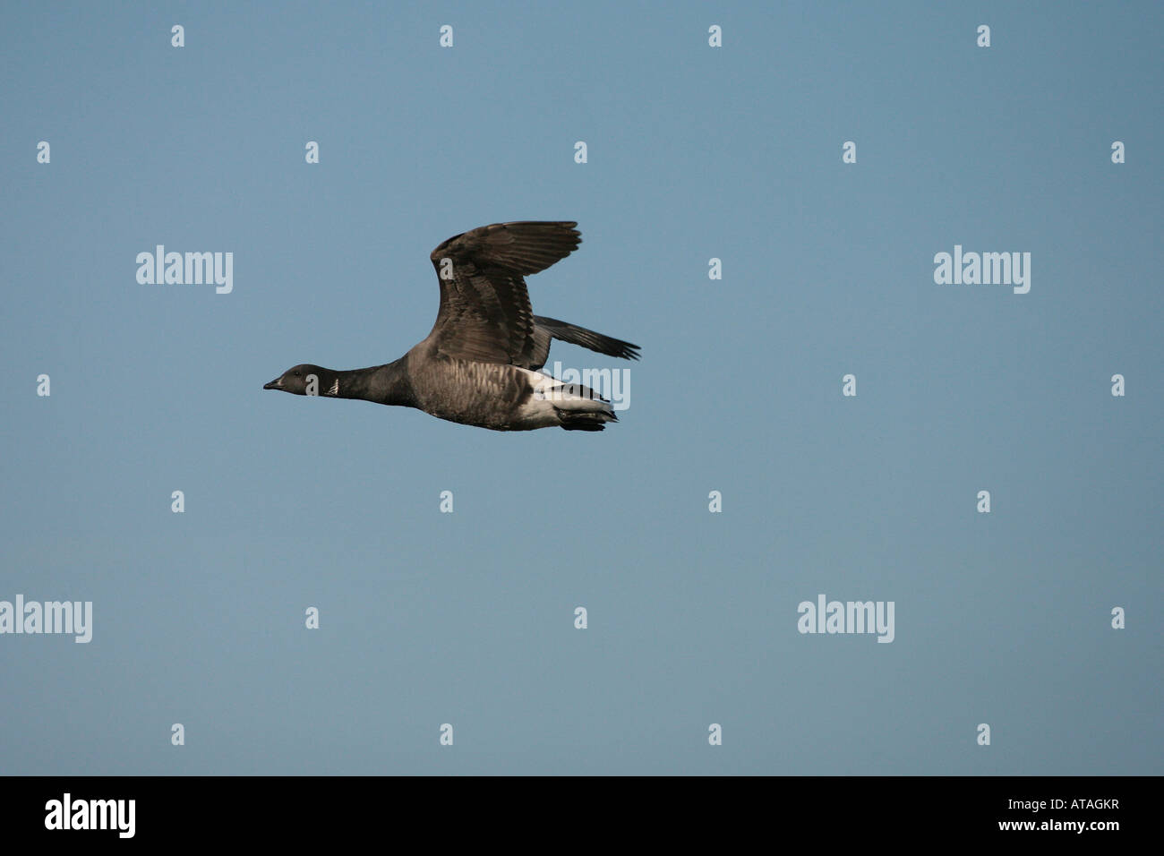 Brent Goose Branta bernicla in flight Stock Photo - Alamy