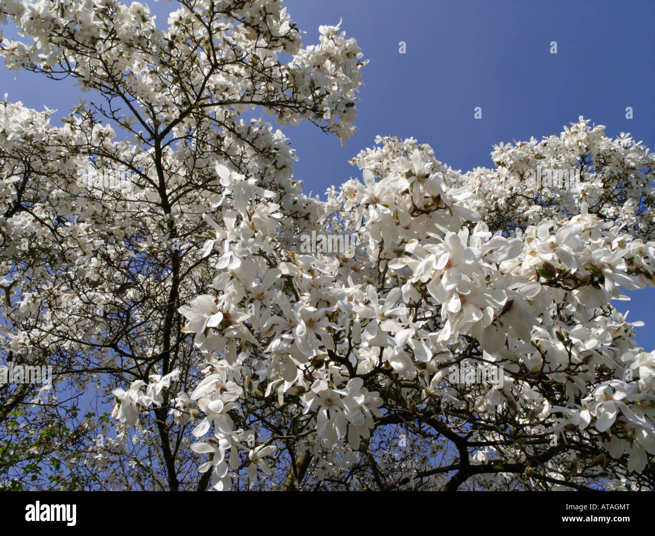 Magnolia kobus trees hi-res stock photography and images - Alamy